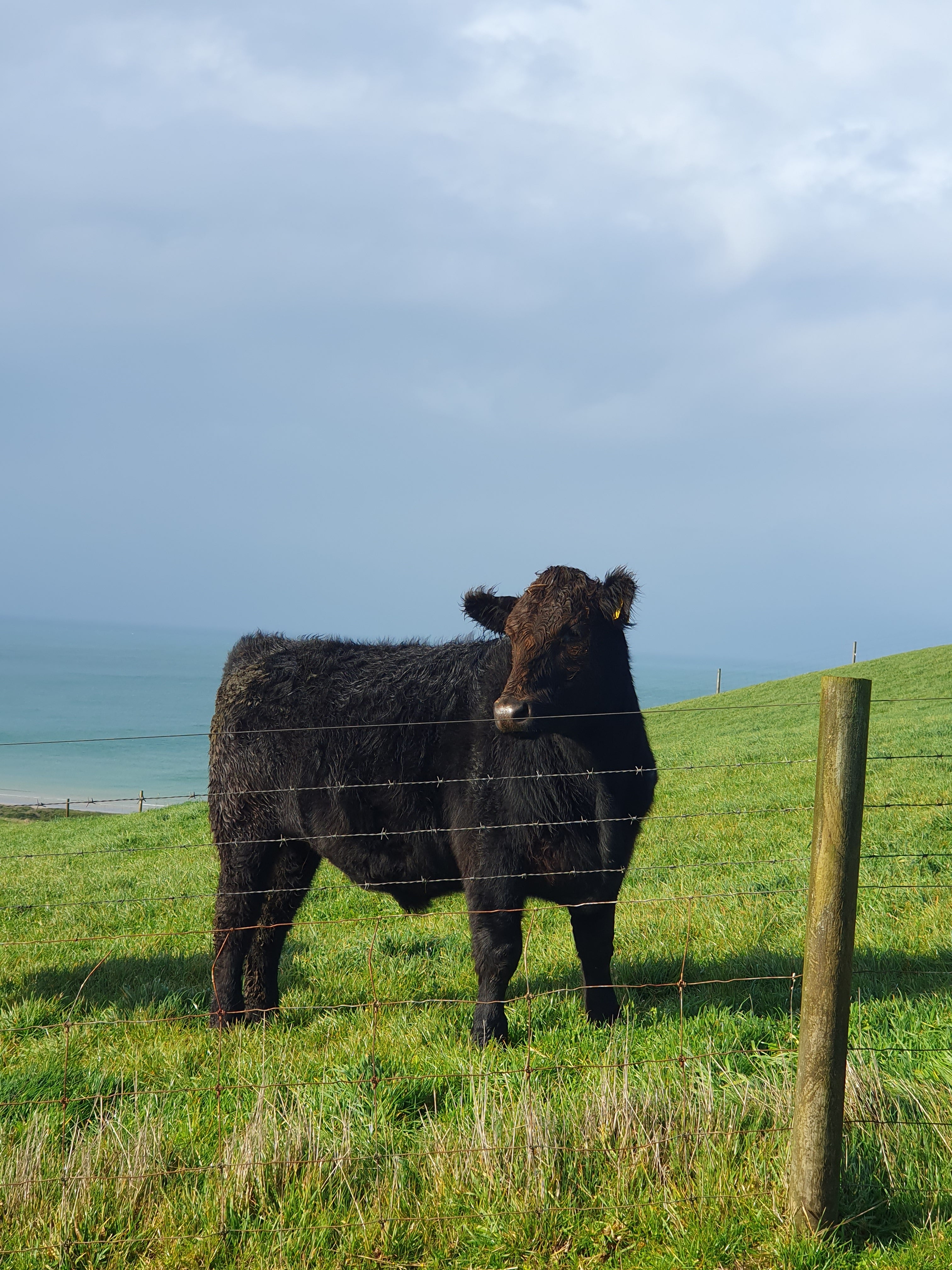 Our visit to Cape Grim in Tasmania – Cannings Butchers